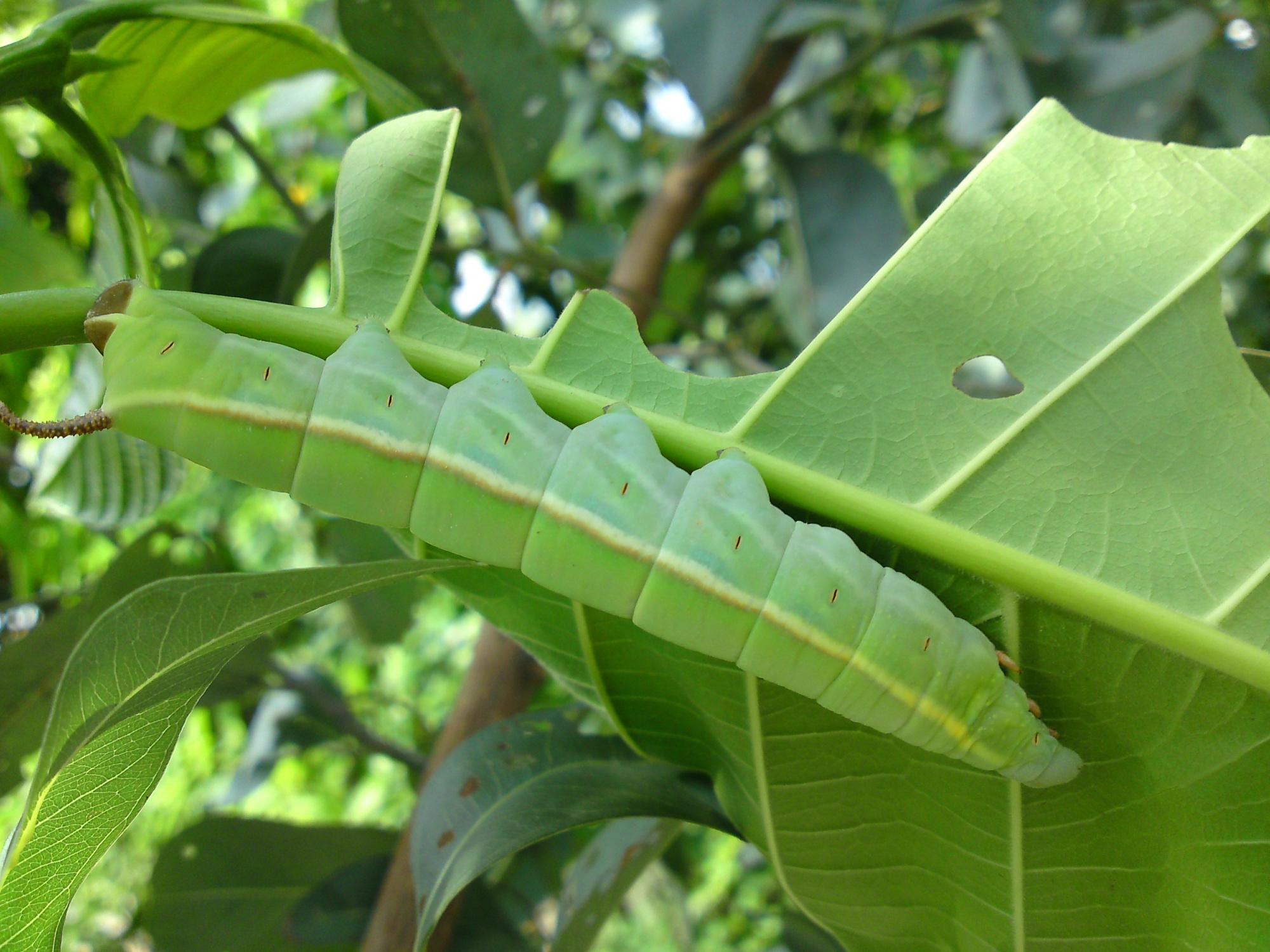 Những bức ảnh đẹp chụp bằng KC910i | Viết bởi jupiter2502002