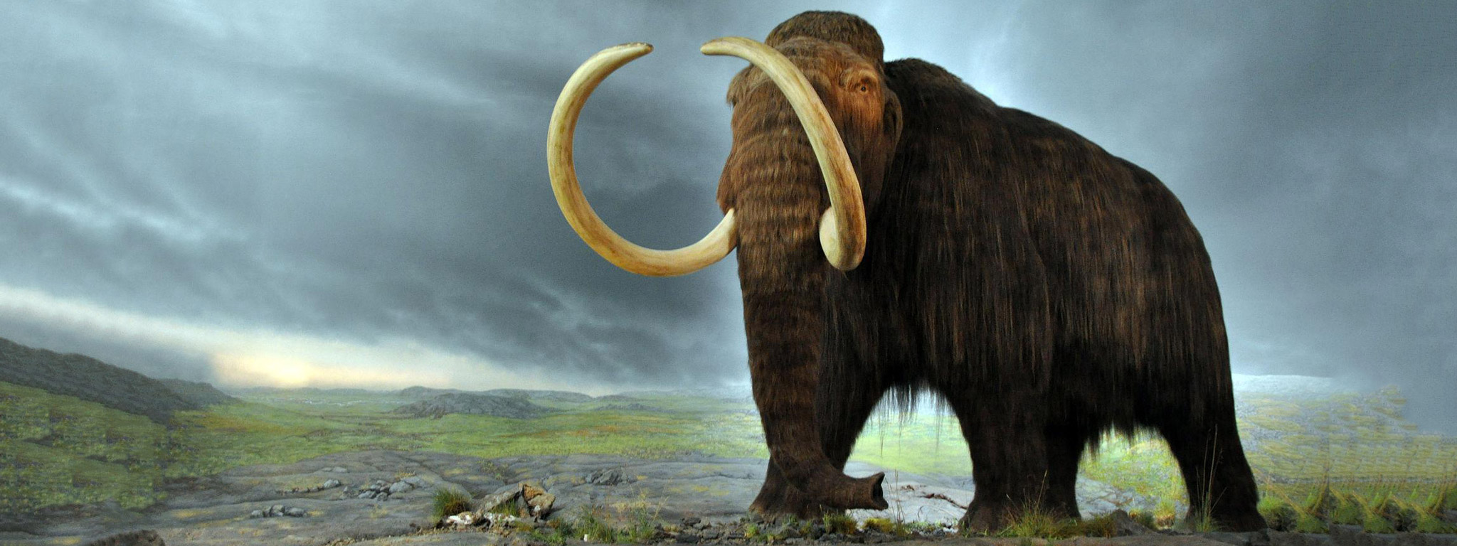 Voi mammoth sẽ được hồi sinh vào năm 2019