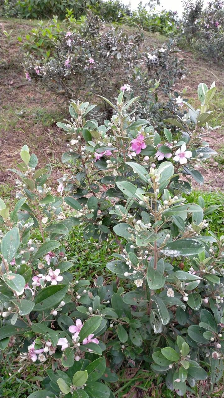 ĐỒI HOA SIM | Viết bởi Ku Ủn