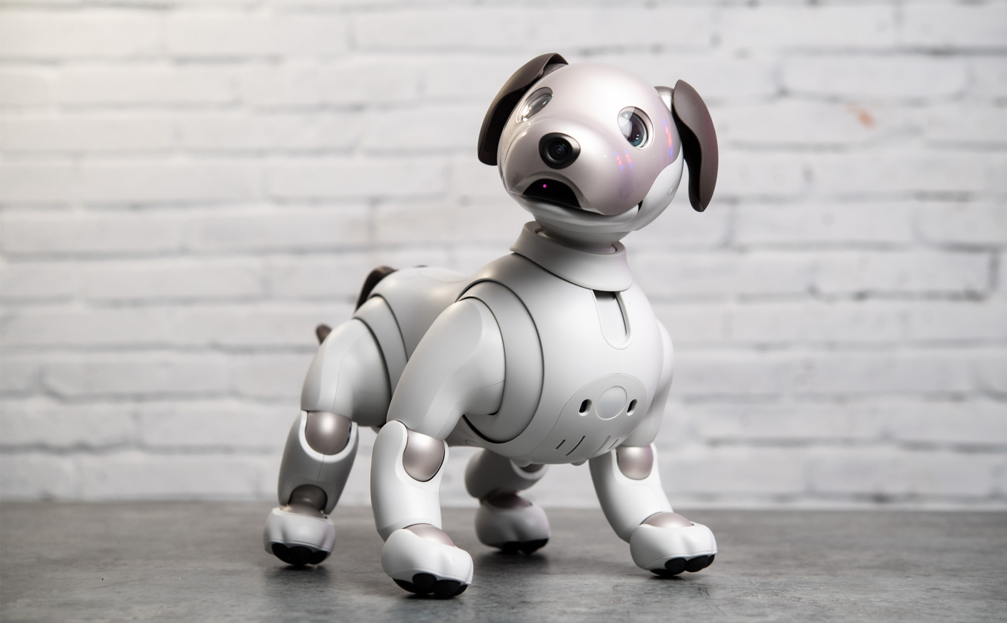 Chó Aibo giờ đã biết mừng rỡ khi chủ trở về nhà