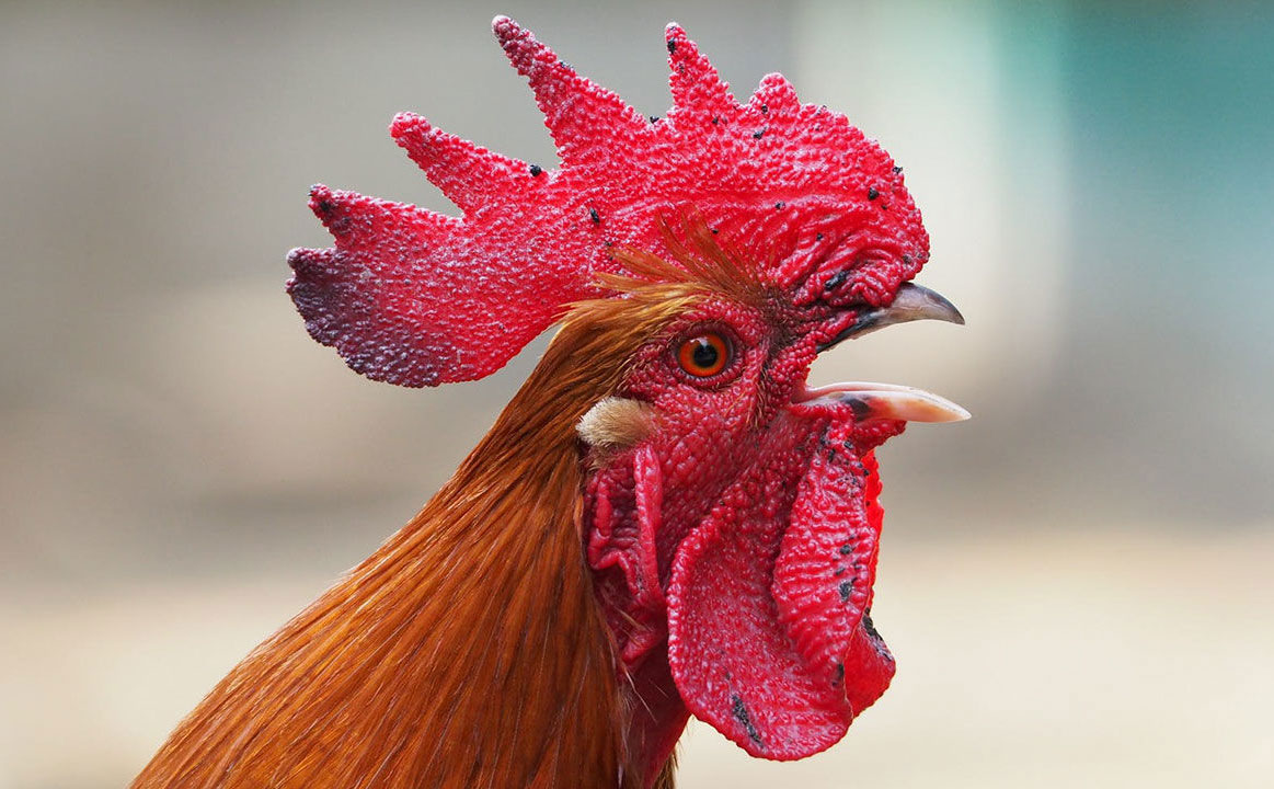 Tại sao khi bút sa thì gà chết?