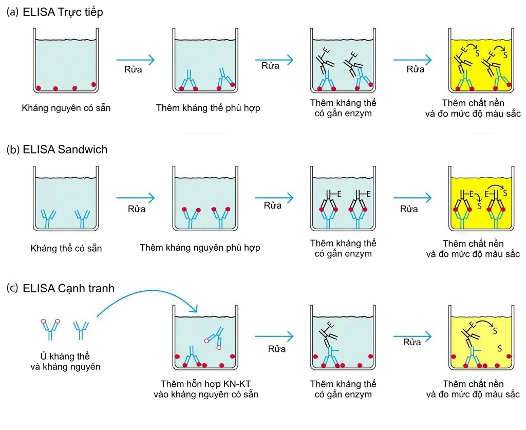 COVID-19 được chẩn đoán bằng xét nghiệm ELISA như thế nào | Viết bởi ...