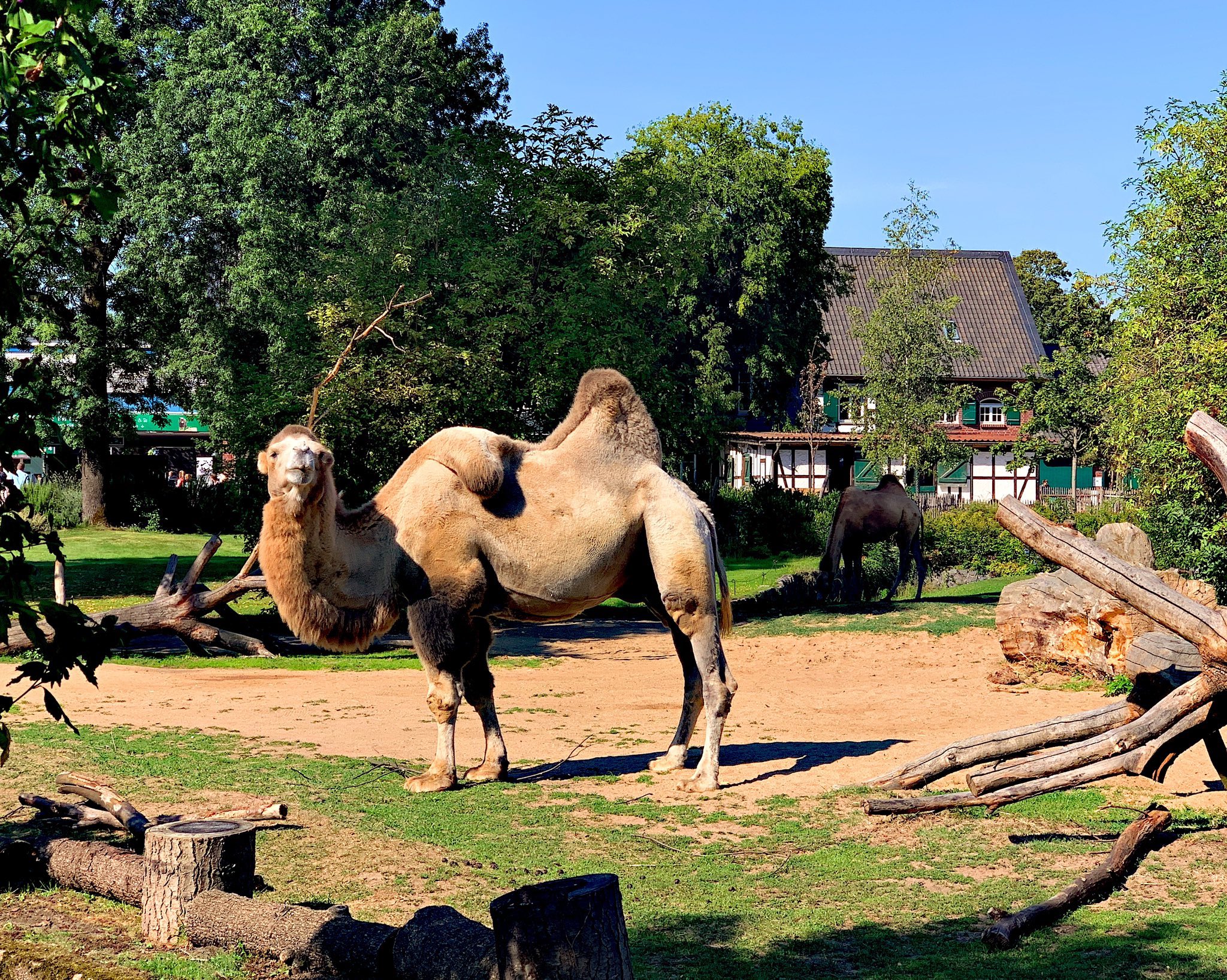 Có gì bên trong bướu của lạc đà, tại sao chúng có thể nhịn khát lâu đến ...