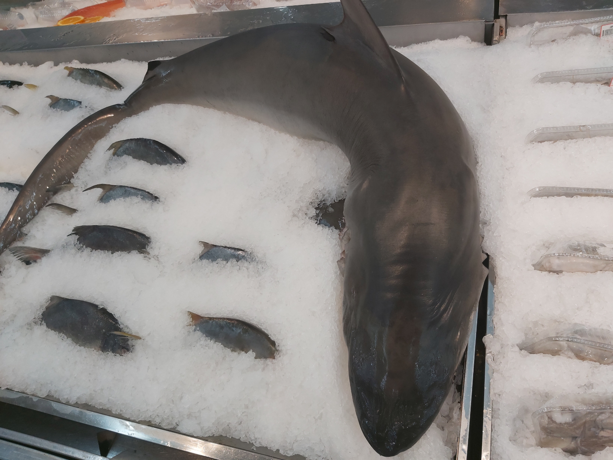 Nay BigC có bán cá mập | Viết bởi Tên dài dằng dặc