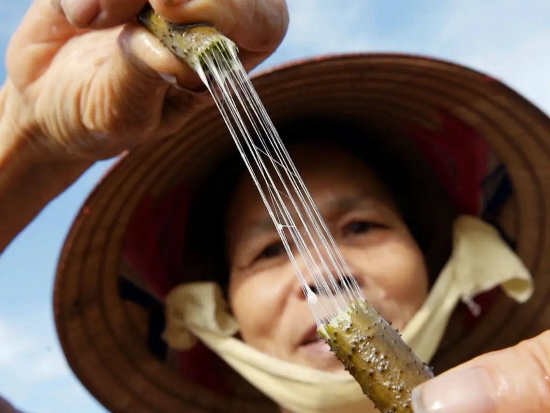 Vì sao một chiếc khăn làm từ vải sen có giá lên đến hơn 4 triệu đồng ...