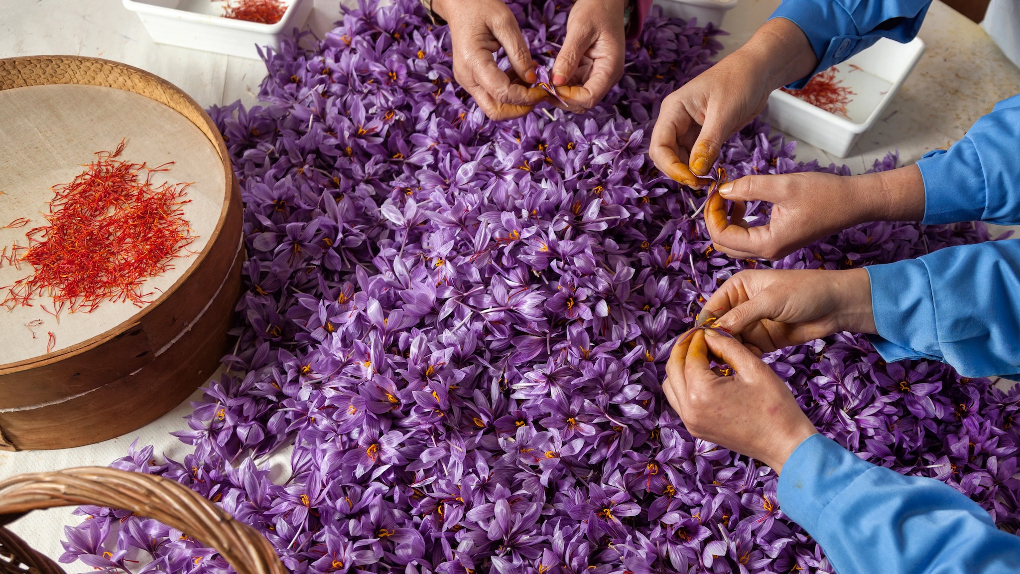 Tại sao nhuỵ hoa nghệ tây - saffron lại có giá lên đến hơn 230 triệu ...