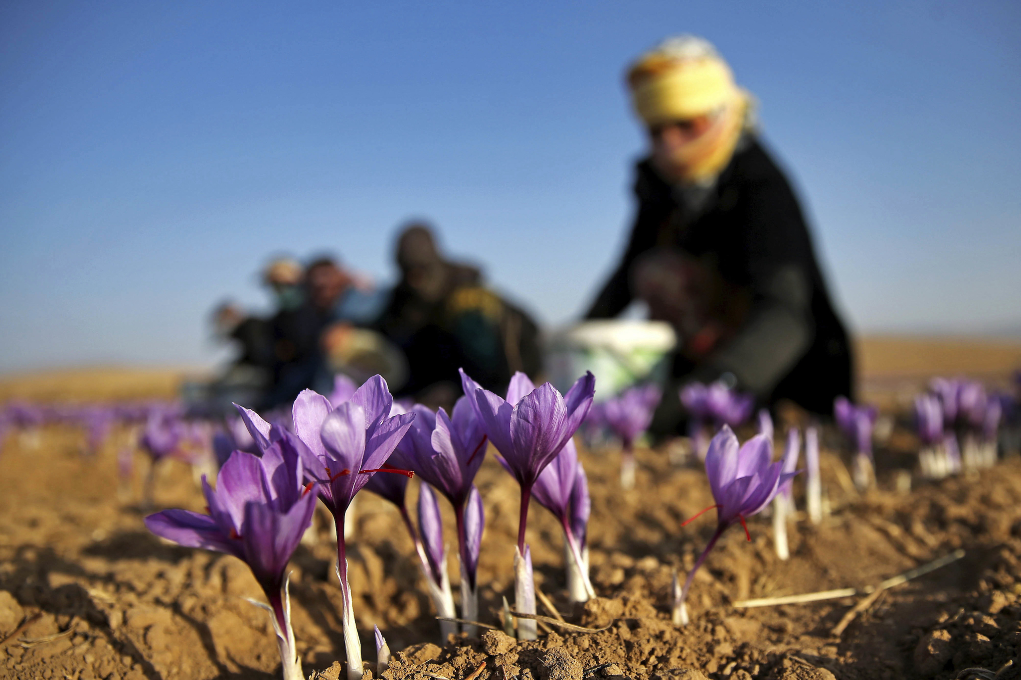 Tại sao nhuỵ hoa nghệ tây - saffron lại có giá lên đến hơn 230 triệu ...